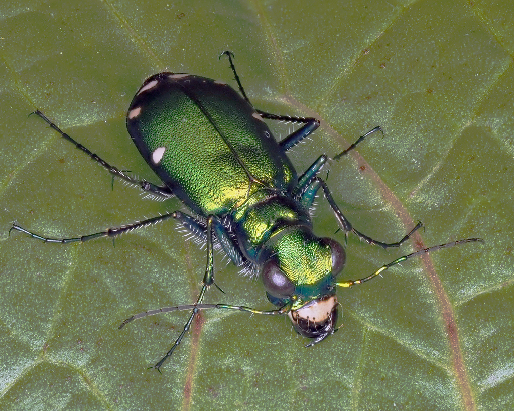 Six-spotted Tiger Beetle from Salem, NH 03079, USA on May 27, 2023 at ...