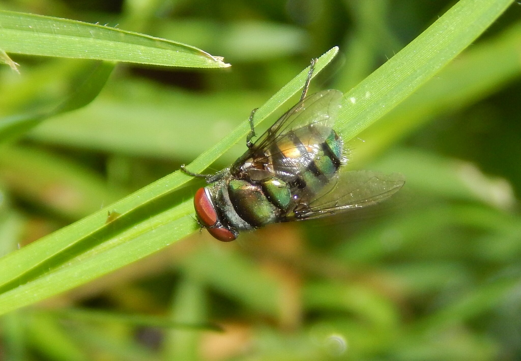 Chrysomya putoria (Wiedemann, 1830)