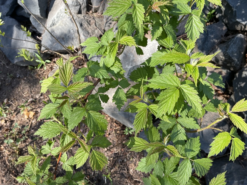 red raspberry from Ivy St, Duluth, MN, US on May 26, 2023 at 05:13 PM ...