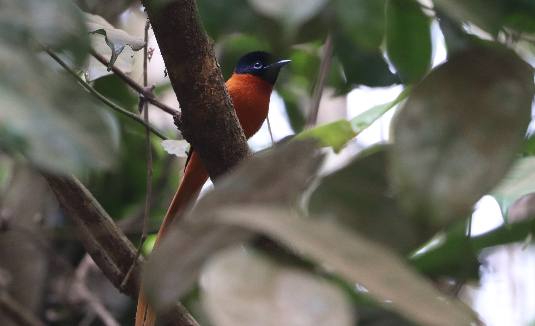 Terpsiphone rufiventer (Swainson, 1837)