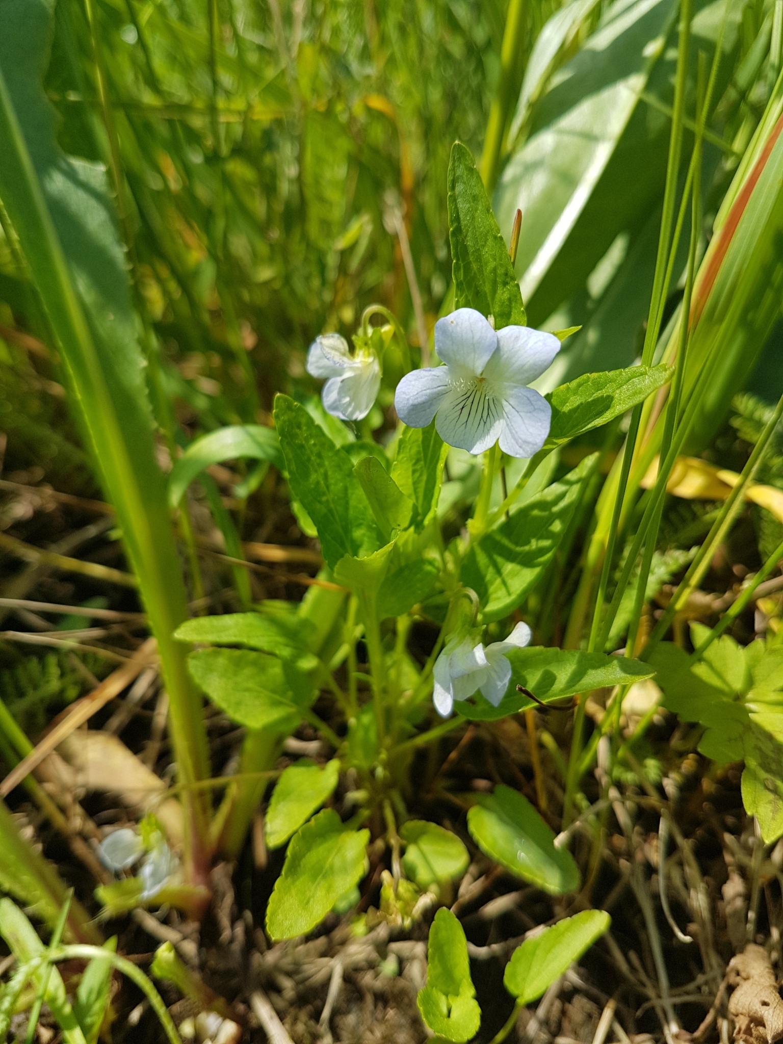 Viola stagnina Kit.