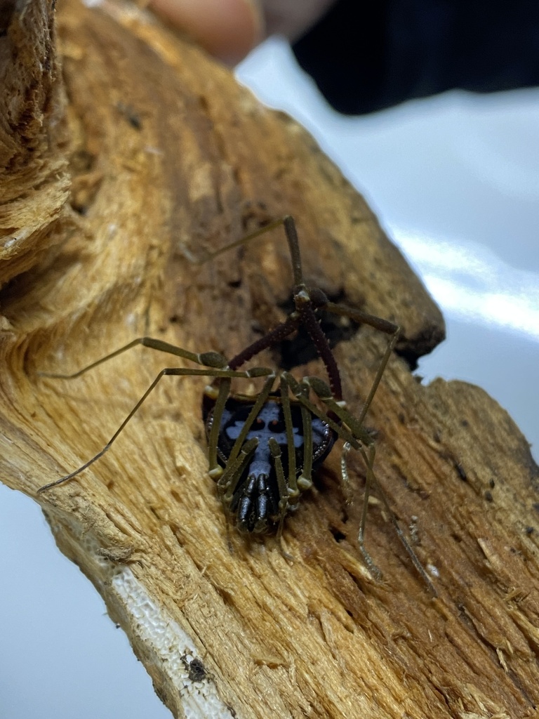Sadocus asperatus from Parque Saval, Valdivia, Los Ríos, CL on April 23 ...