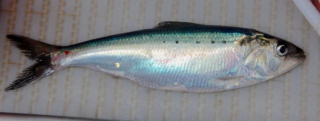 American Shad from Gulf of Maine on May 5, 2013 at 01:20 PM by Joe ...