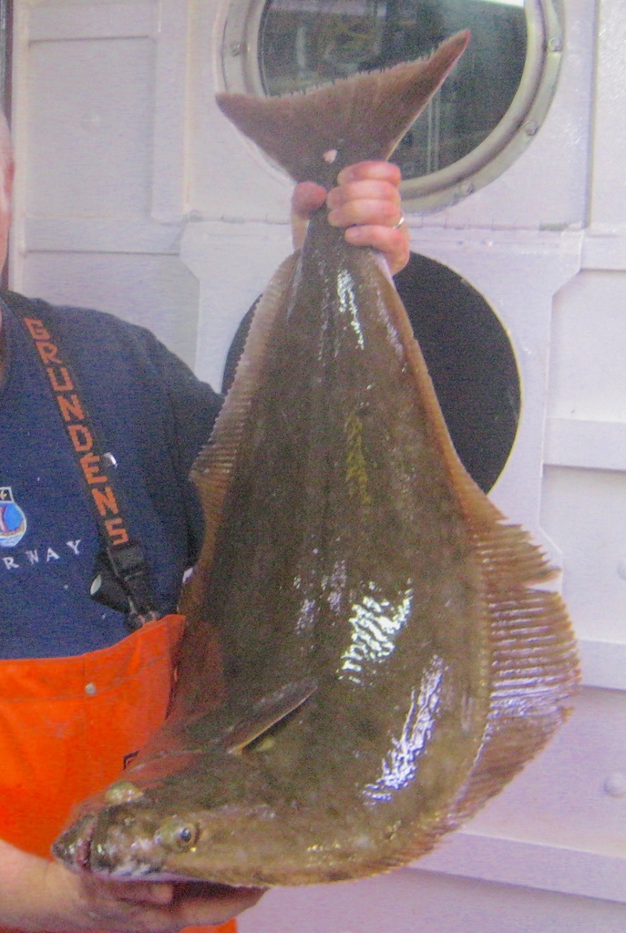 Atlantic Halibut in May 2013 by Joe Kunkel. NOAA Ship Bigelow NE ...