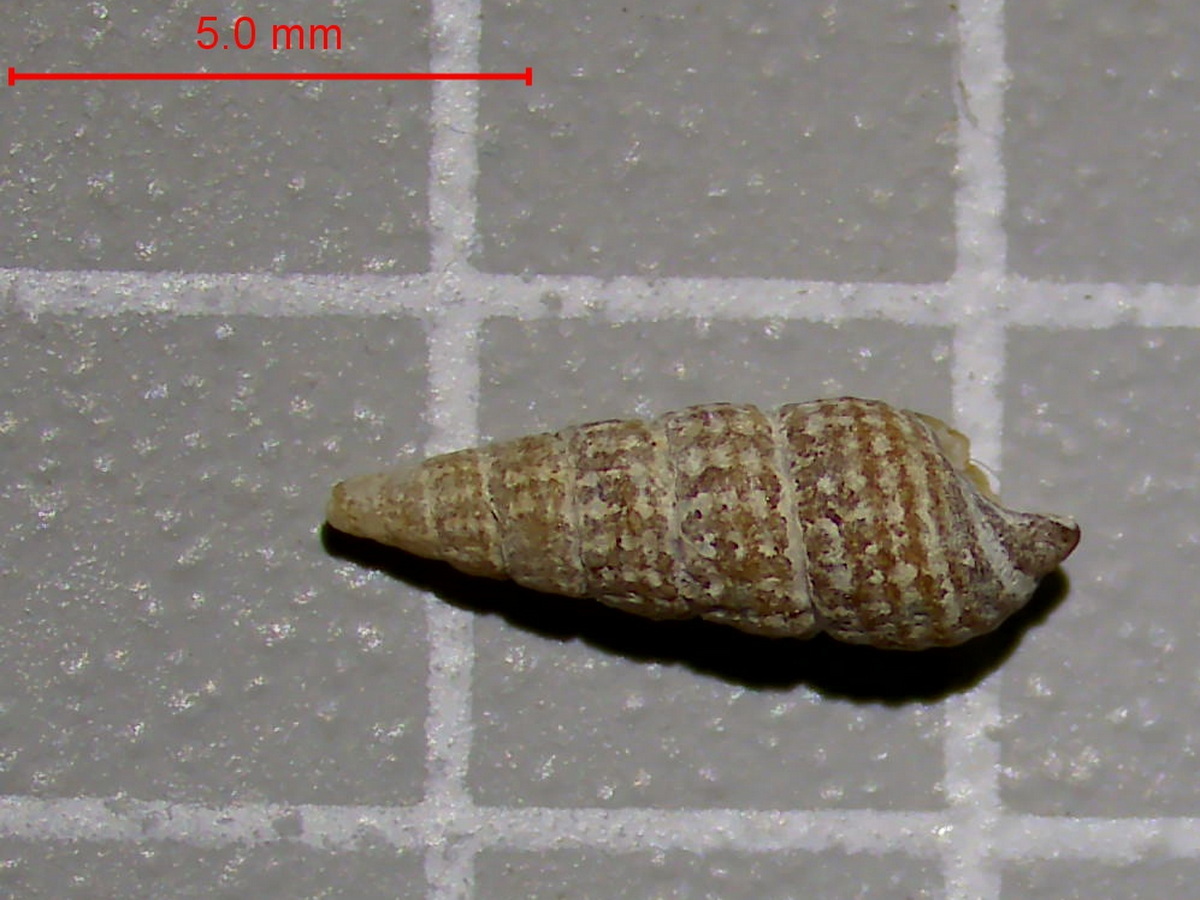 Bittium reticulatum (da Costa, 1778)