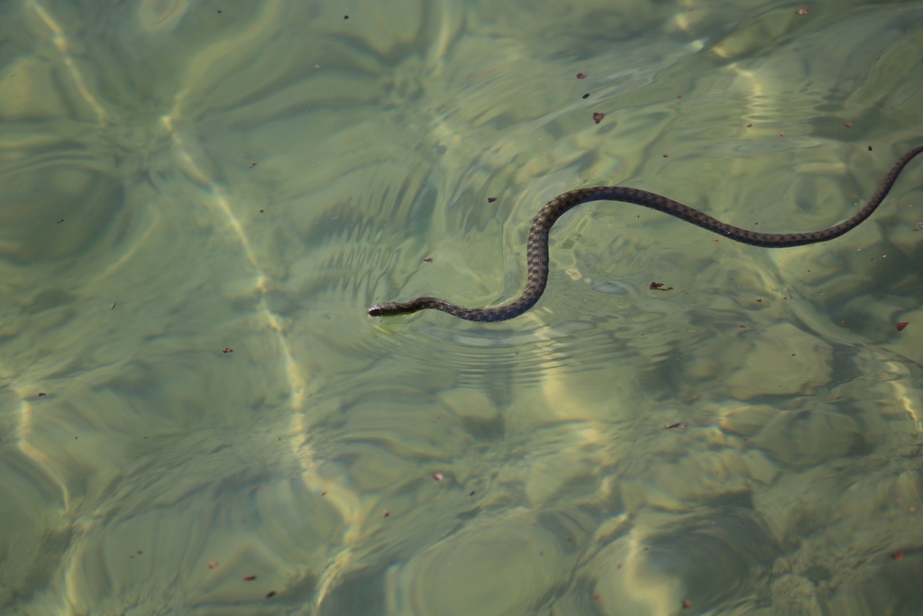 Tessellated Water Snake from 53231, Plitvička Jezera, Croatia on May 23 ...