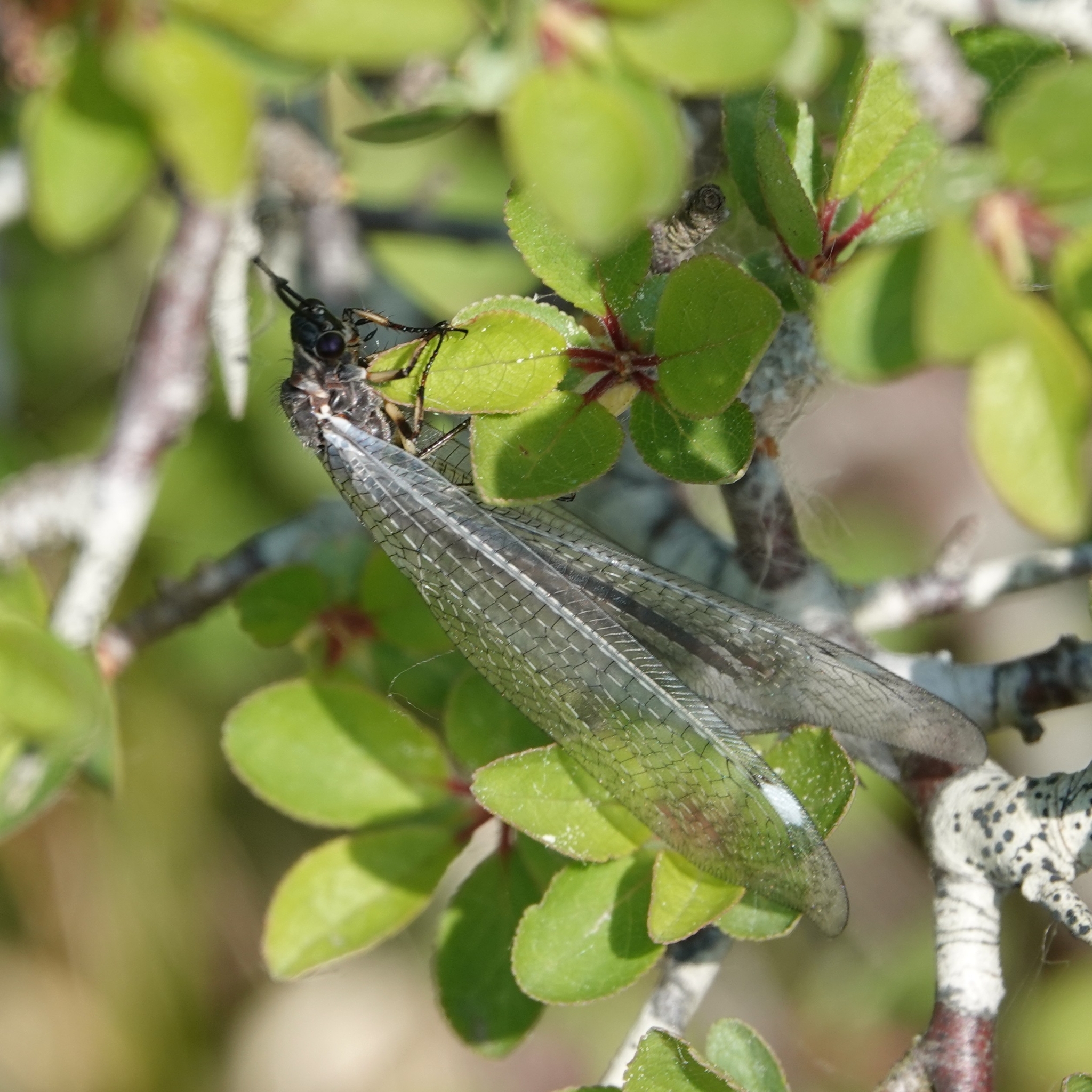 Myrmeleon formicarius Linnaeus, 1767
