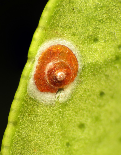 Genus Aonidiella · iNaturalist