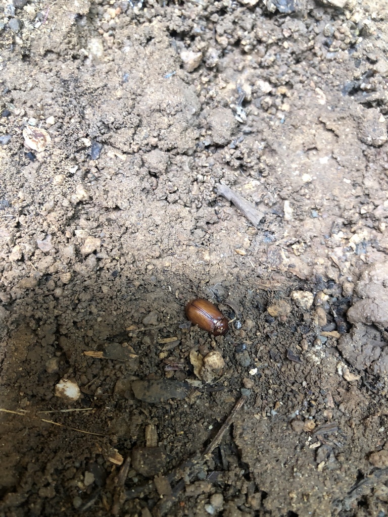 Phyllophaga obsoleta from Calle Genaro V. Vásquez, Oaxaca, OAX, MX on ...
