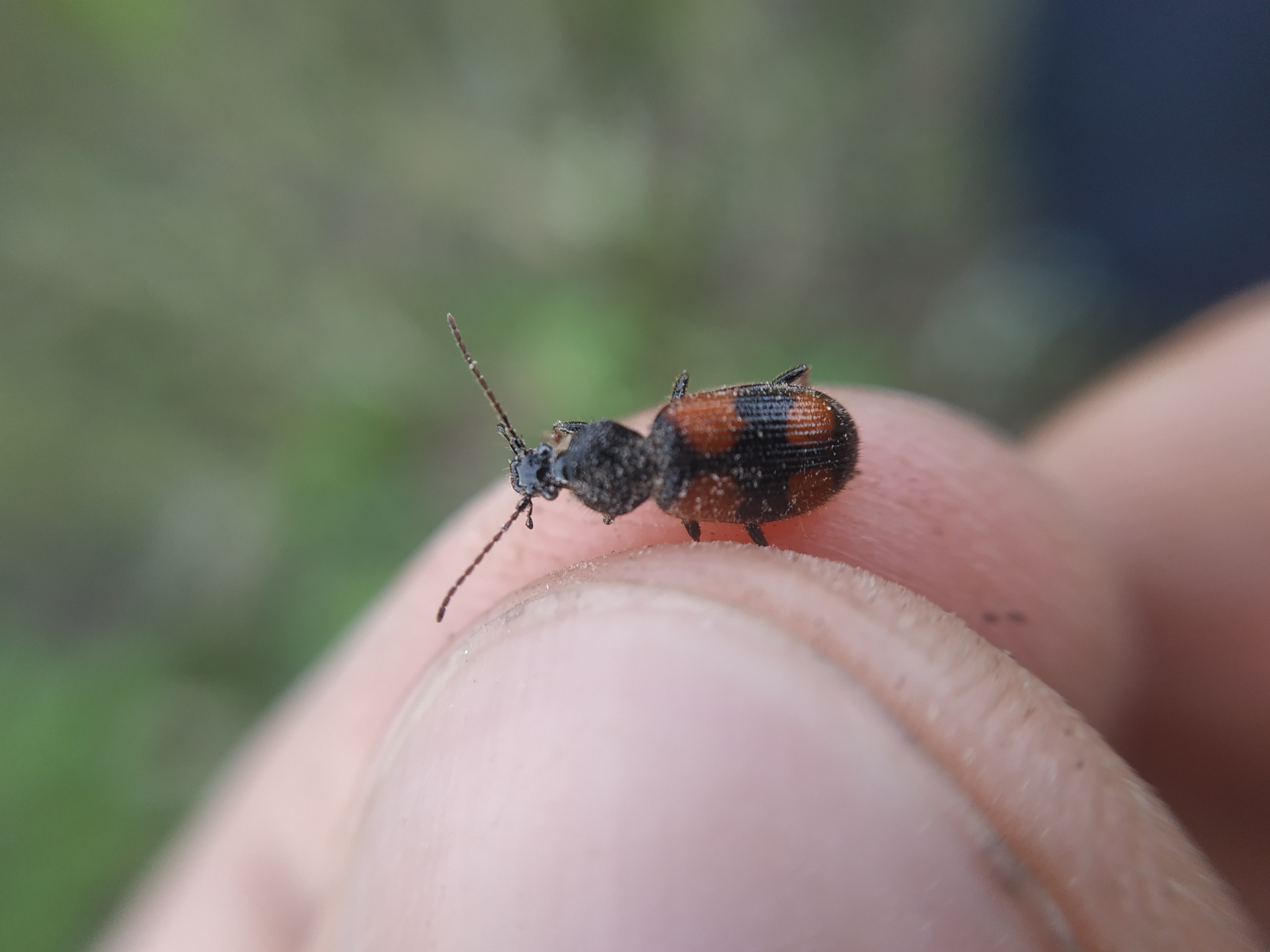 Panagaeus Latreille, 1802