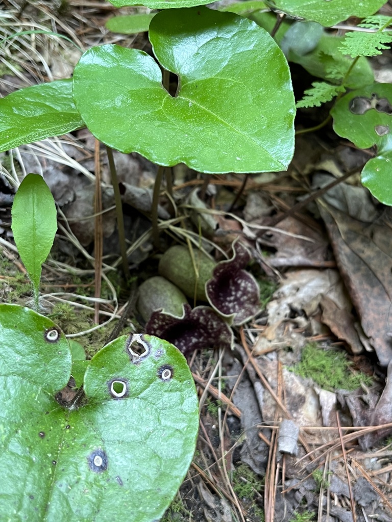 Virginia heartleaf from Pisgah National Forest, Newland, NC, US on May ...