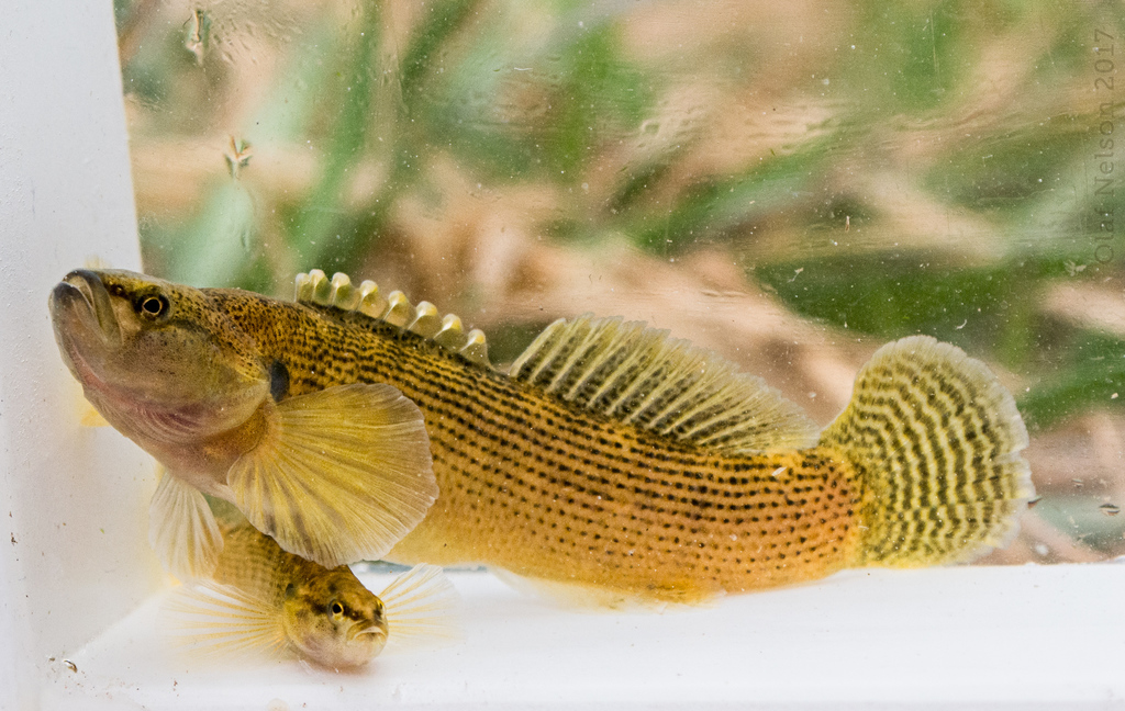 Fantail Darter (Fish of the great lakes watershed) · iNaturalist