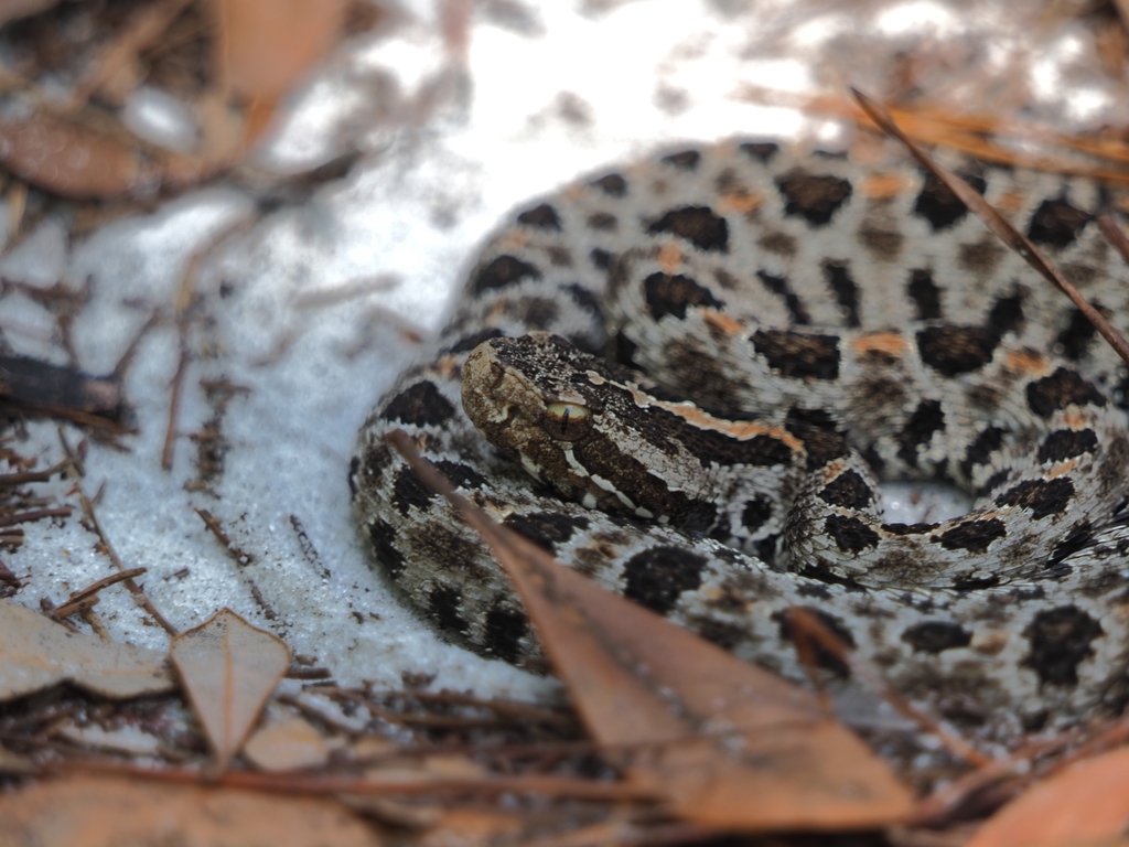 Dusky Pygmy Rattlesnake from Carrabelle, FL 32322, USA on May 27, 2023 ...