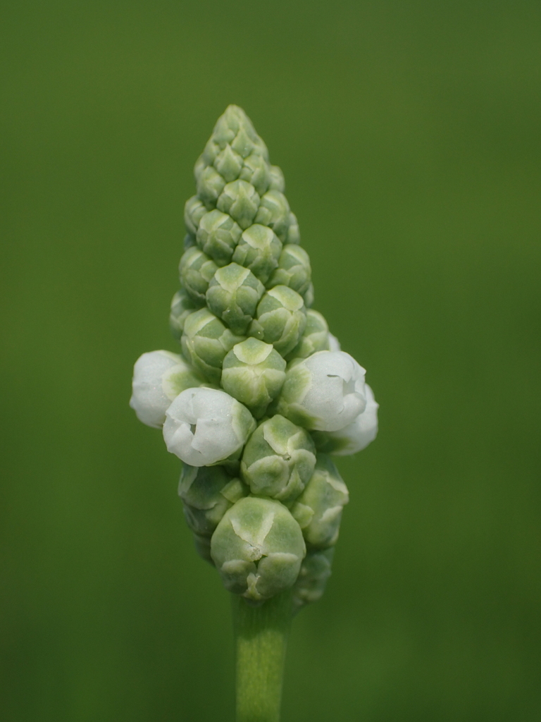 chickenspike (Flora of Kanniyakumari district ) · iNaturalist