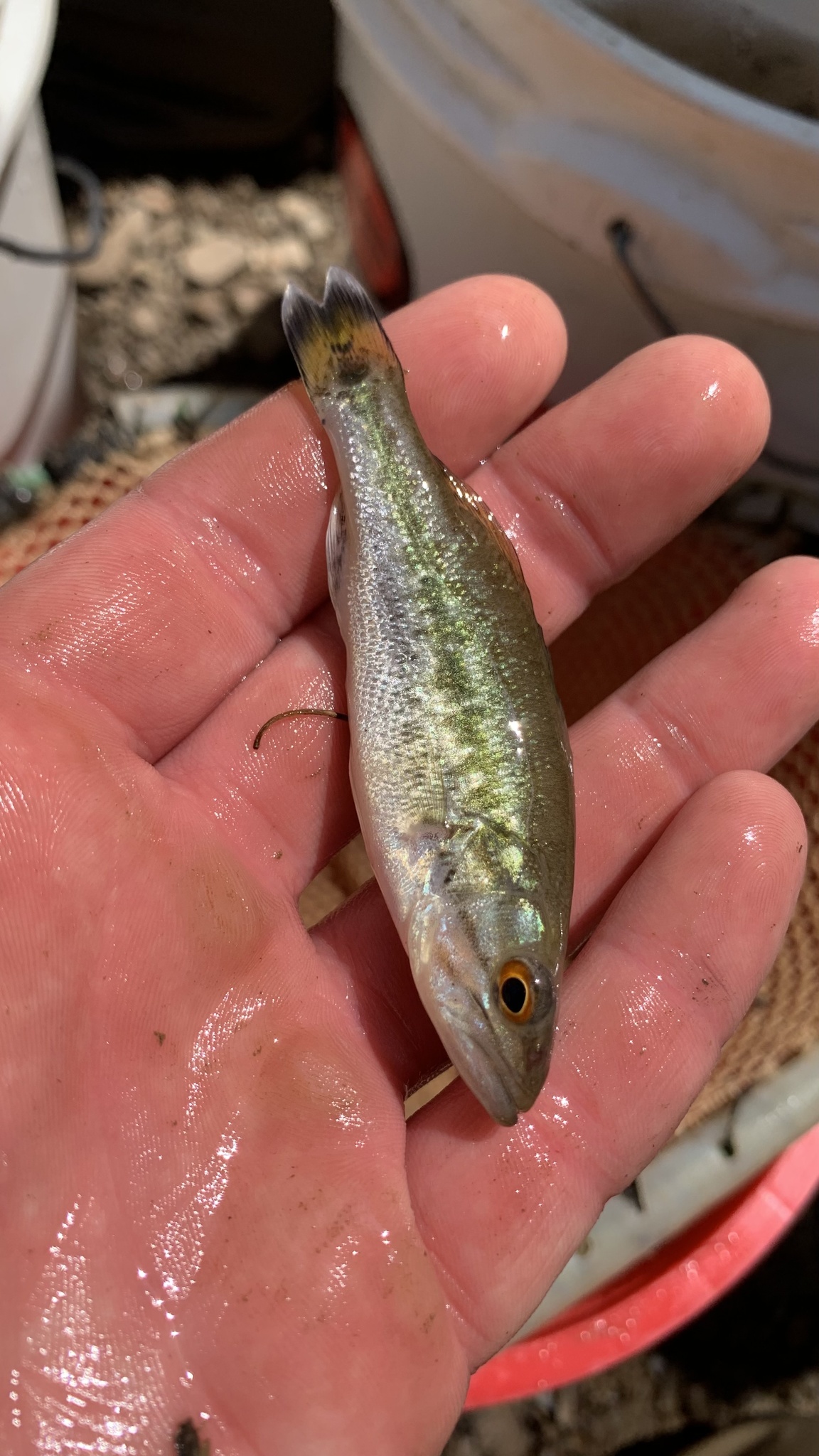 Micropterus punctulatus (Rafinesque, 1819)