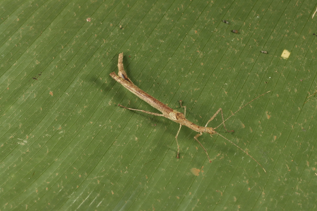 Tenerella from Alajuela Province, San Carlos, Costa Rica on May 26 ...