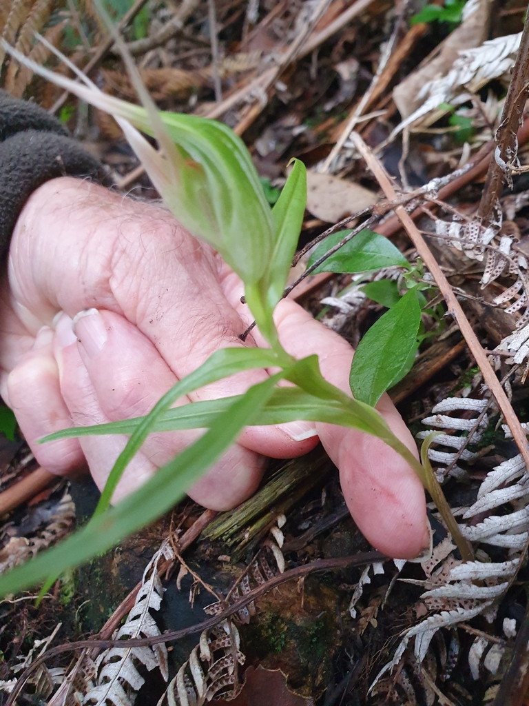 Tutukiwi from Te Aroha 3391, New Zealand on May 27, 2023 at 02:27 PM by ...