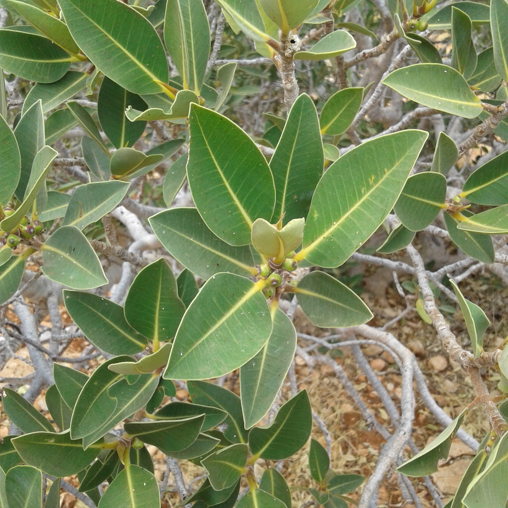 rock fig from Exmouth, Western Australia, Australia on November 22 ...