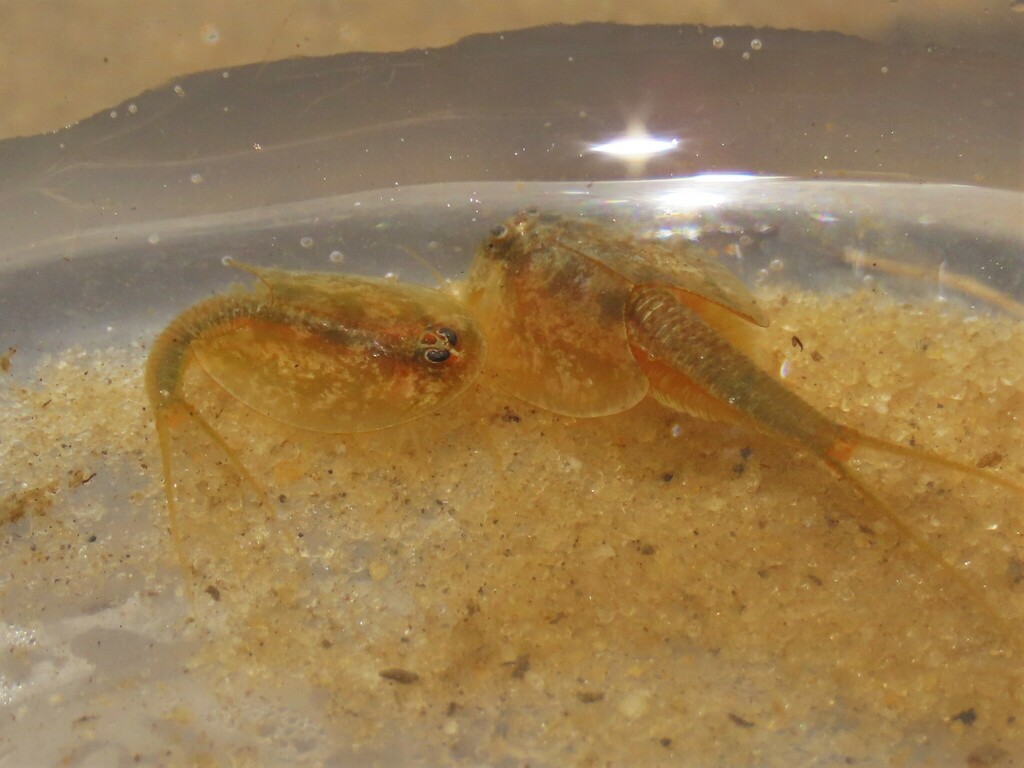 Triops from Orange County, FL, USA on May 27, 2023 at 01:20 PM by ...