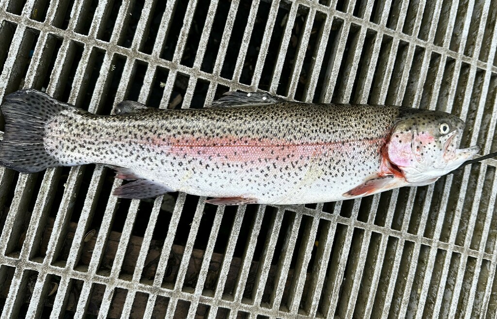 Rainbow Trout from Leland Lake, Jefferson County, WA, USA on April 18 ...