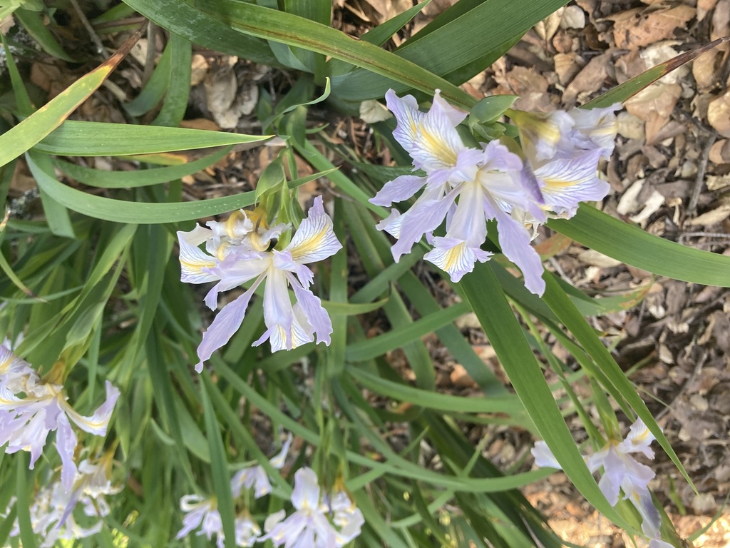 Douglas iris from Anthony Chabot Regional Park, Oakland, CA, US on May ...