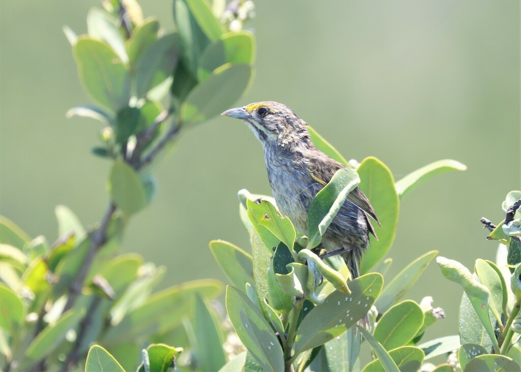Seaside Sparrow from Cameron County, TX, USA on May 23, 2023 at 01:34 ...