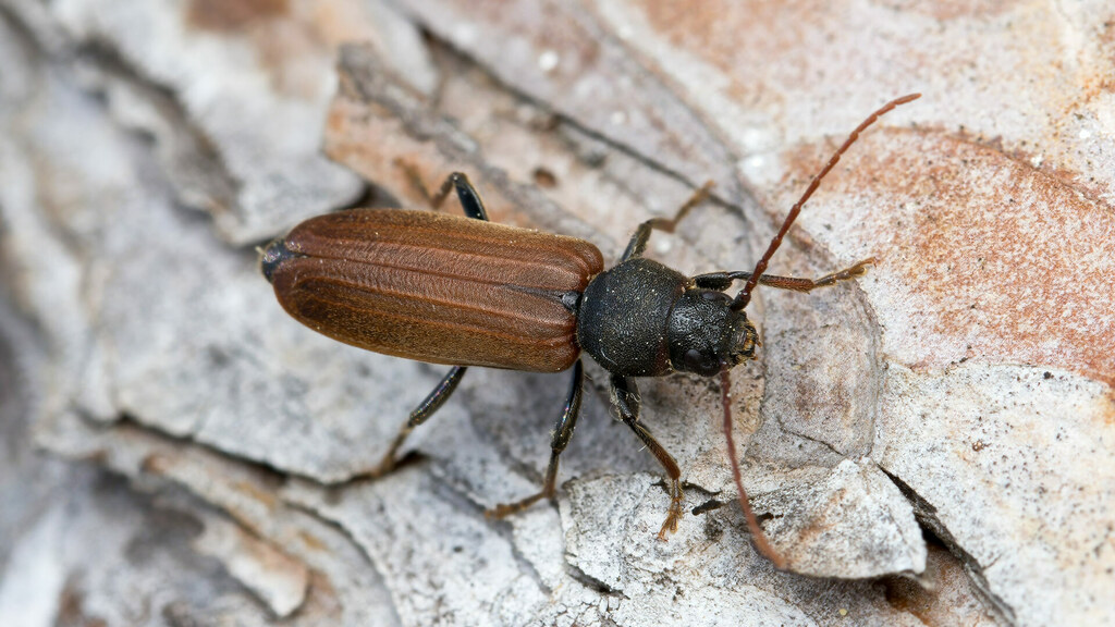 Black Spruce Borer from Gemeinden Guntramsdorf, Guntramsdorf ...