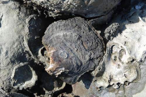 Familia Isognomonidae · Naturalista Costa Rica