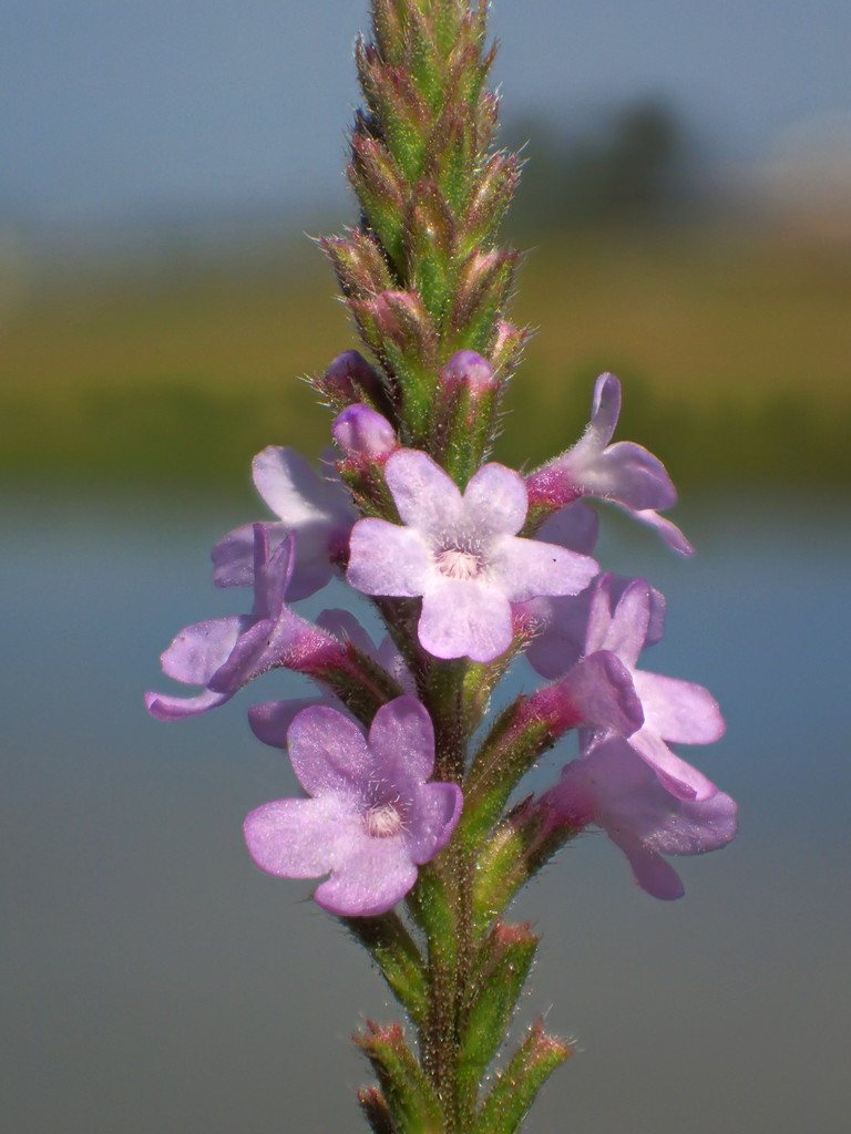 Common vervain (Verbena officinalis) - Botanical Realm