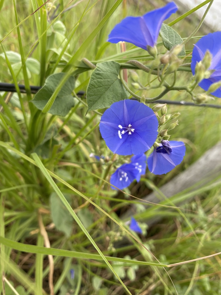Jacquemontia from Avenida 12A, Manta, Manabí, EC on May 24, 2023 at 08: ...