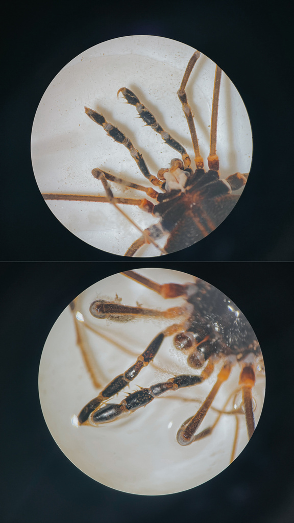 Sadocus asperatus from El Cañón, Angol, La Araucanía, CL on May 26 ...