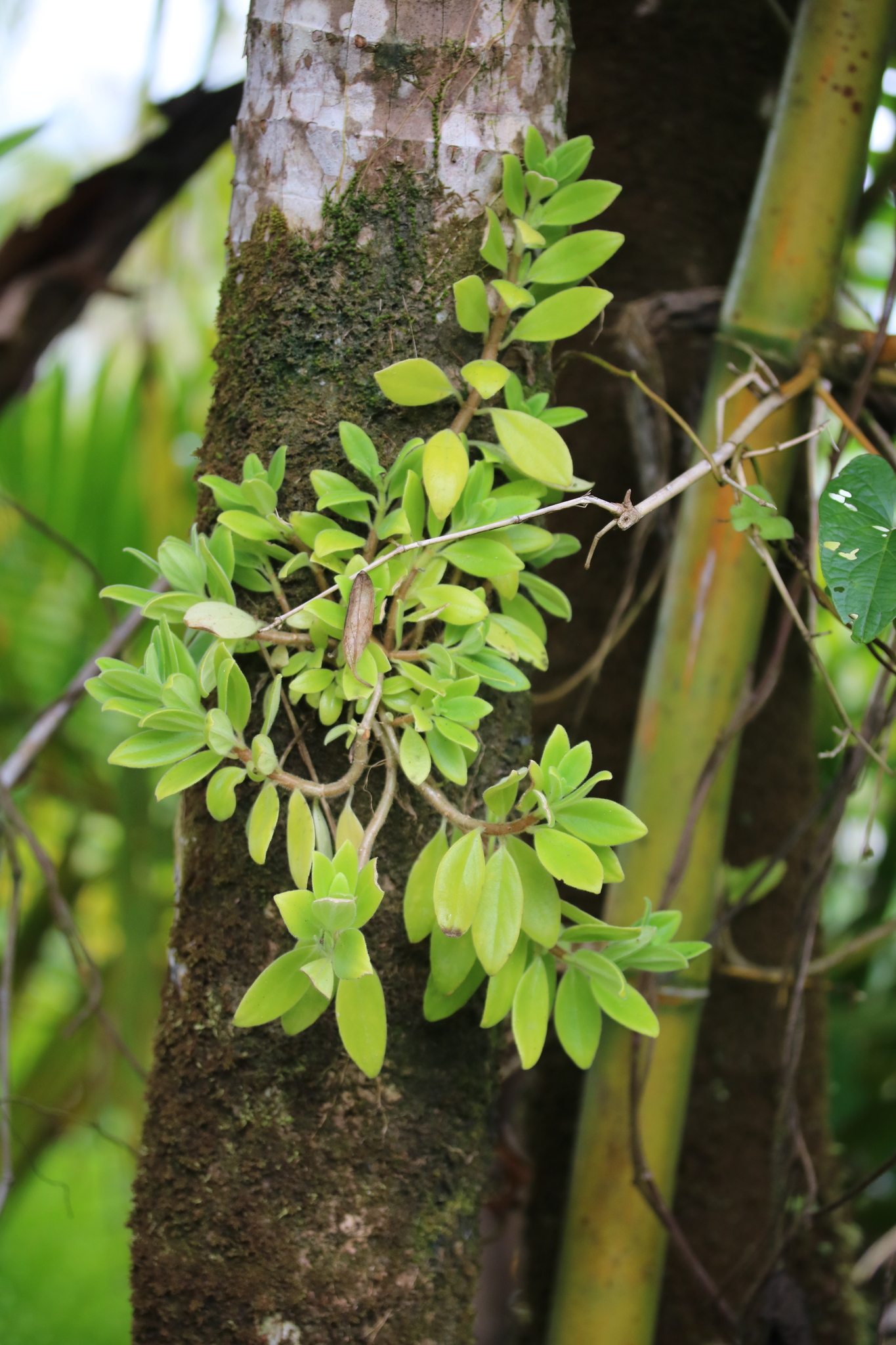 Columnea scandens L.