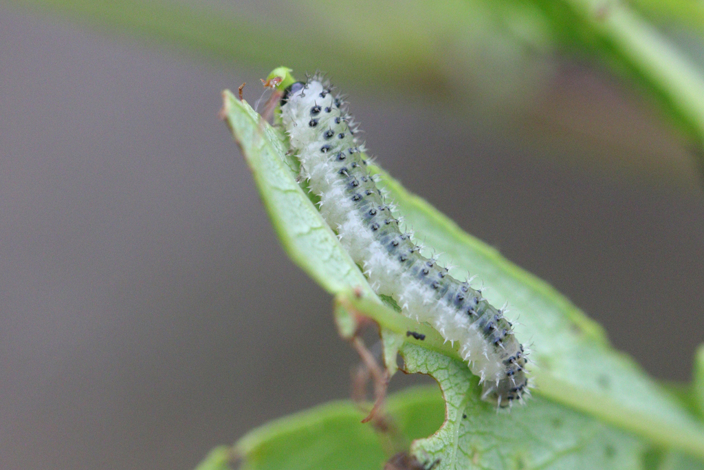 Spiny Ash Sawfly from Lane County, OR, USA on May 27, 2023 at 11:11 AM ...
