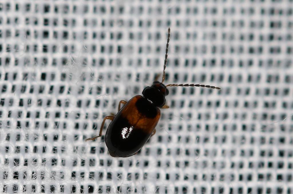 Monolepta minima from 674 Jumbuk Rd, Jeeralang Junction VIC 3840 ...