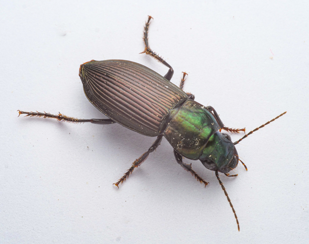 Ground Beetles from Mulgrave QLD 4807, Australia on May 11, 2023 at 12: ...