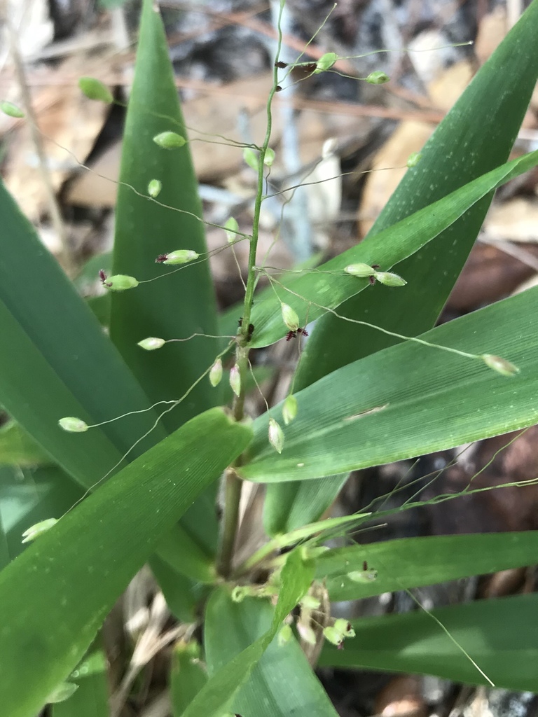 (Hall) panicum (62-340 Facultative Species) · iNaturalist
