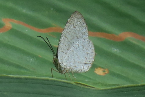 Small Malayan Darkwing (Allotinus strigatus) · iNaturalist United Kingdom
