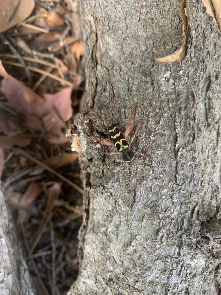 Banded Ash Borer from S Colorado Ave, Boise, ID, US on May 27, 2023 at ...