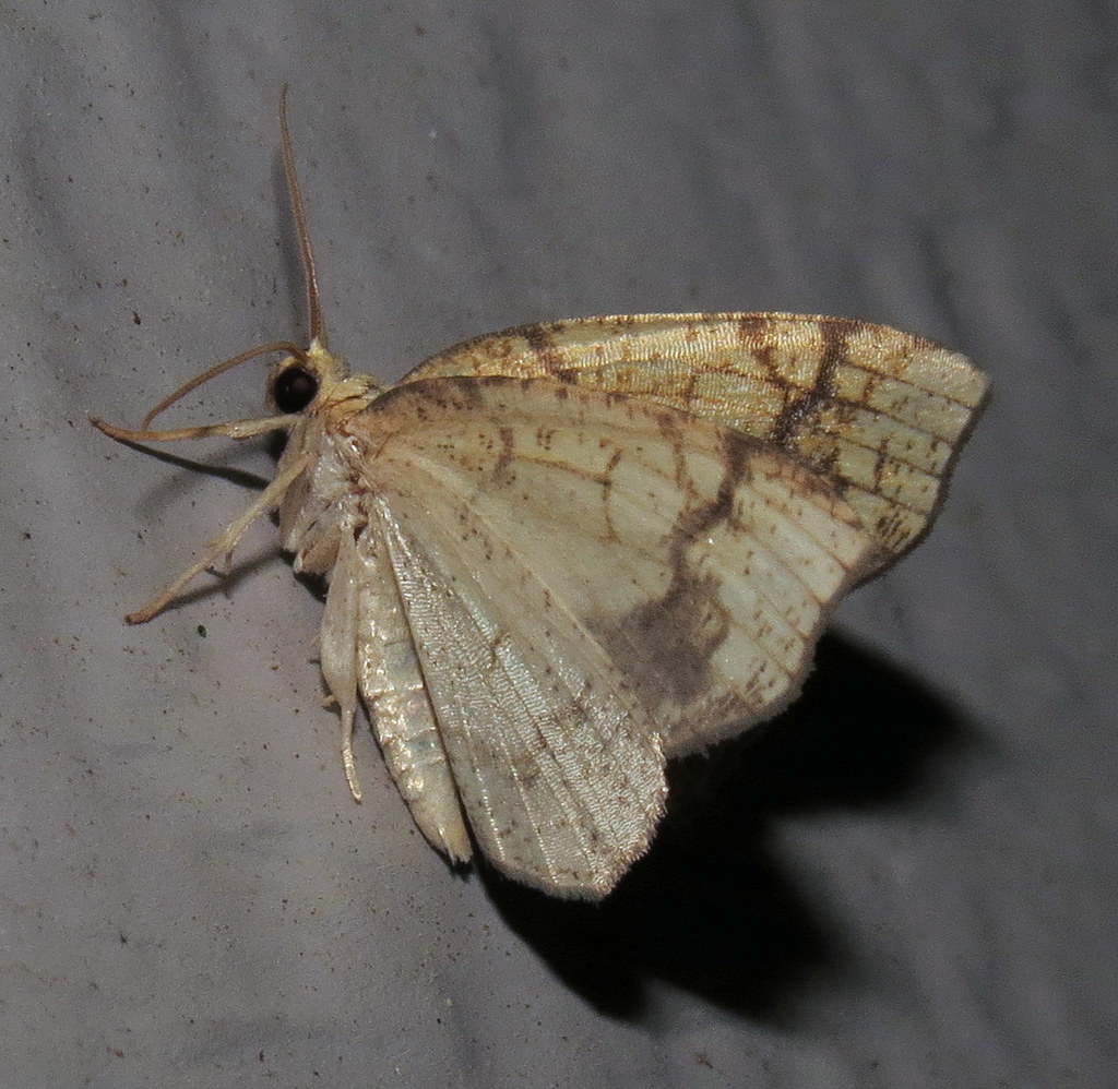 Horned Spanworm Moth (Animals of the Lower Mainland) · iNaturalist
