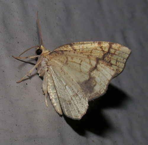 Horned Spanworm Moth (Animals of the Lower Mainland) · iNaturalist