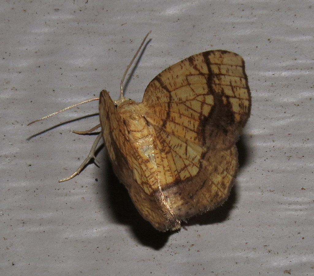 Horned Spanworm Moth (Animals of the Lower Mainland) · iNaturalist