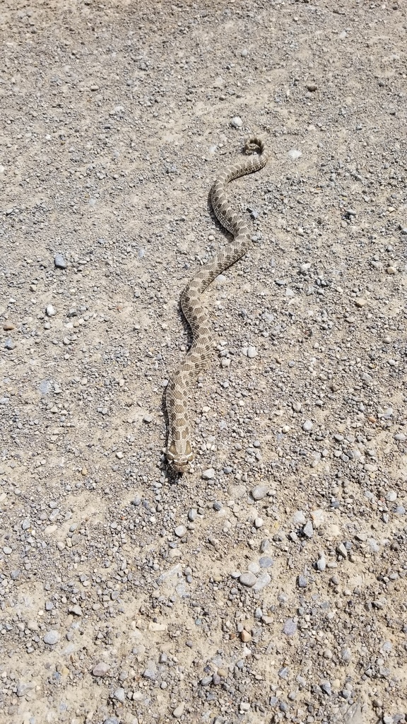 Plains Hognose Snake from Musselshell County, MT, USA on May 27, 2018 ...
