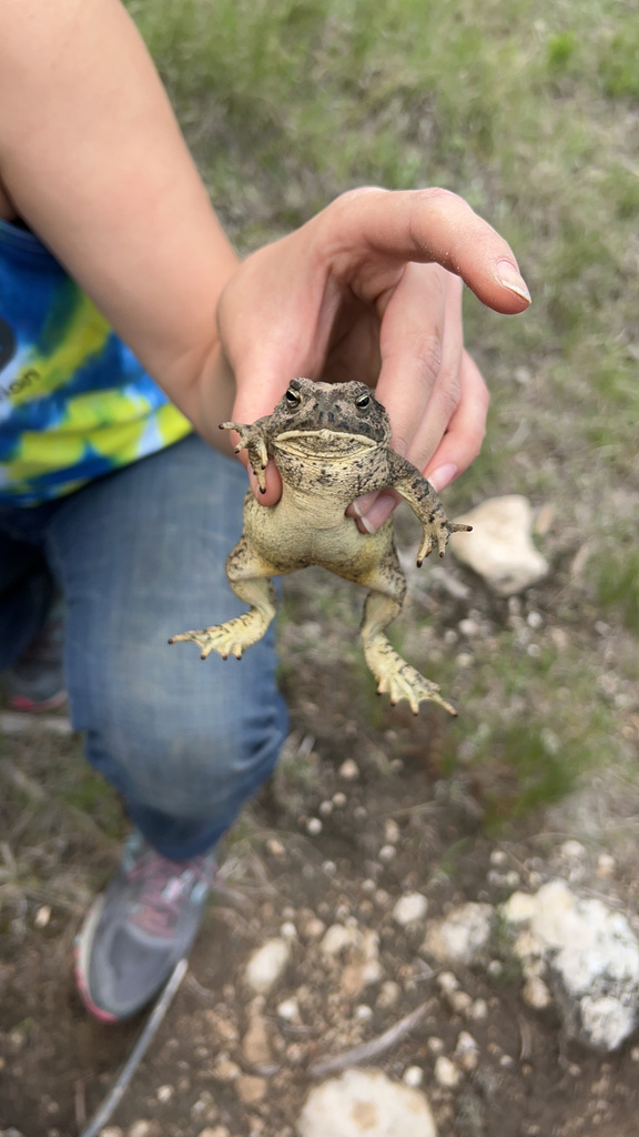 Woodhouse's Toad in May 2023 by Megan Francis · iNaturalist