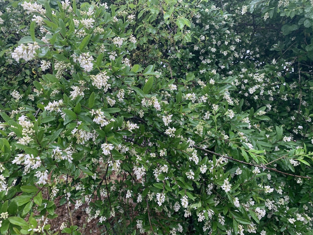 border privet from 기지시리, 당진시, 충청남도, KR on May 28, 2023 at 07:40 AM by ...