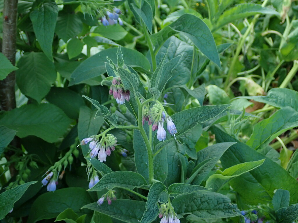 Russian Comfrey from London, UK on May 27, 2023 at 08:14 PM by Daniel ...