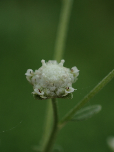 Hierba del golpe (Flora de Oasis FOMIX BCS) · iNaturalist