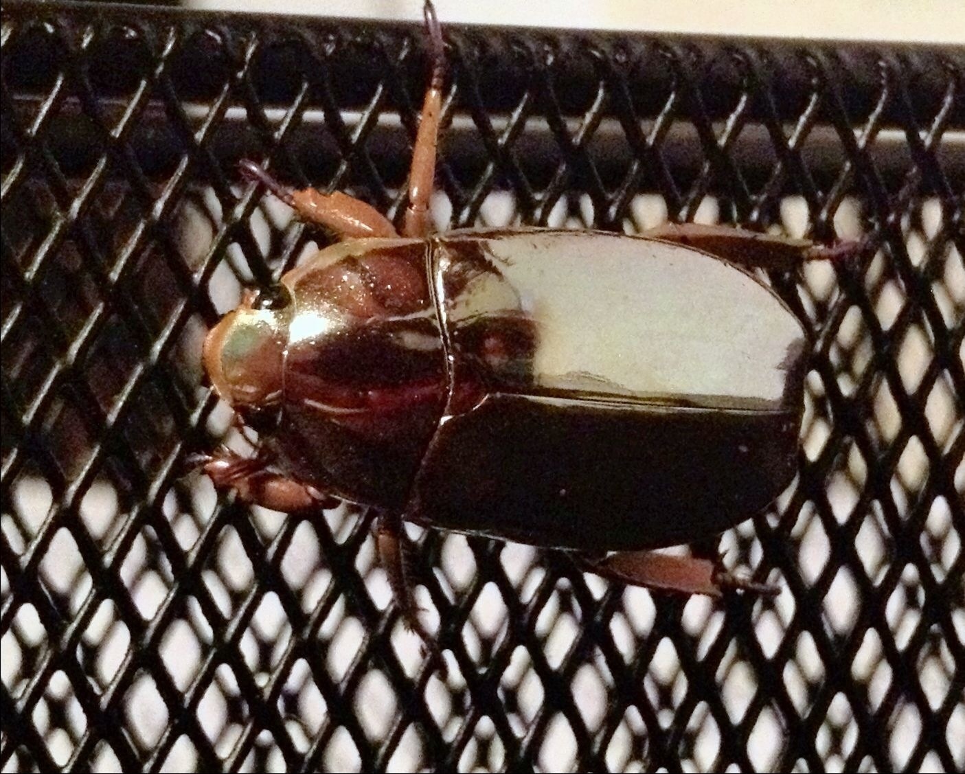 Chrysina limbata (Rothschild & Jordan, 1894)