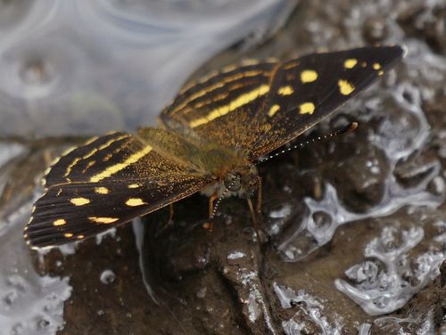 Catula Crescent (Dagon catula) · iNaturalist