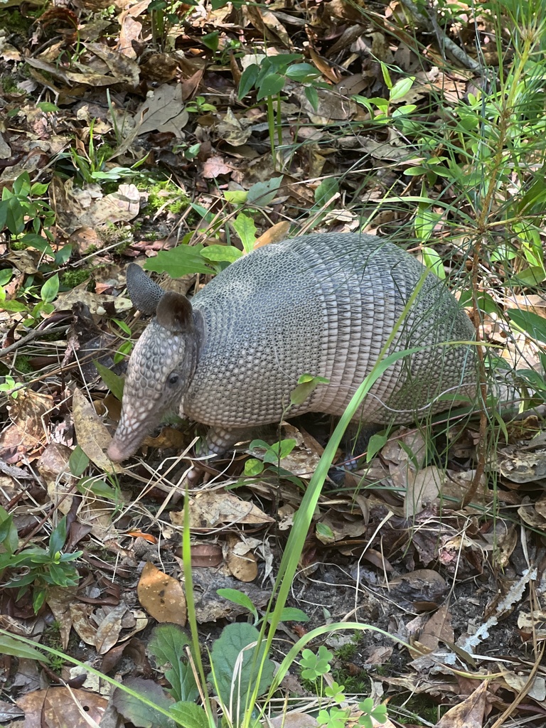 Nine-banded Armadillo from Glenn Sebastian Nature Trail, Mobile, AL, US on May 27, 2023 at 10:07 ...