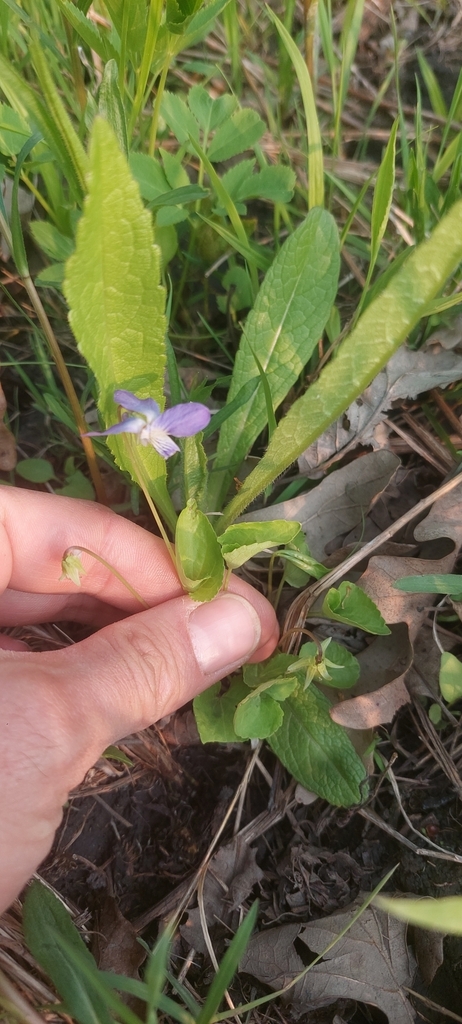 marsh blue violet from Northfield, IL, USA on May 18, 2023 at 06:13 PM ...